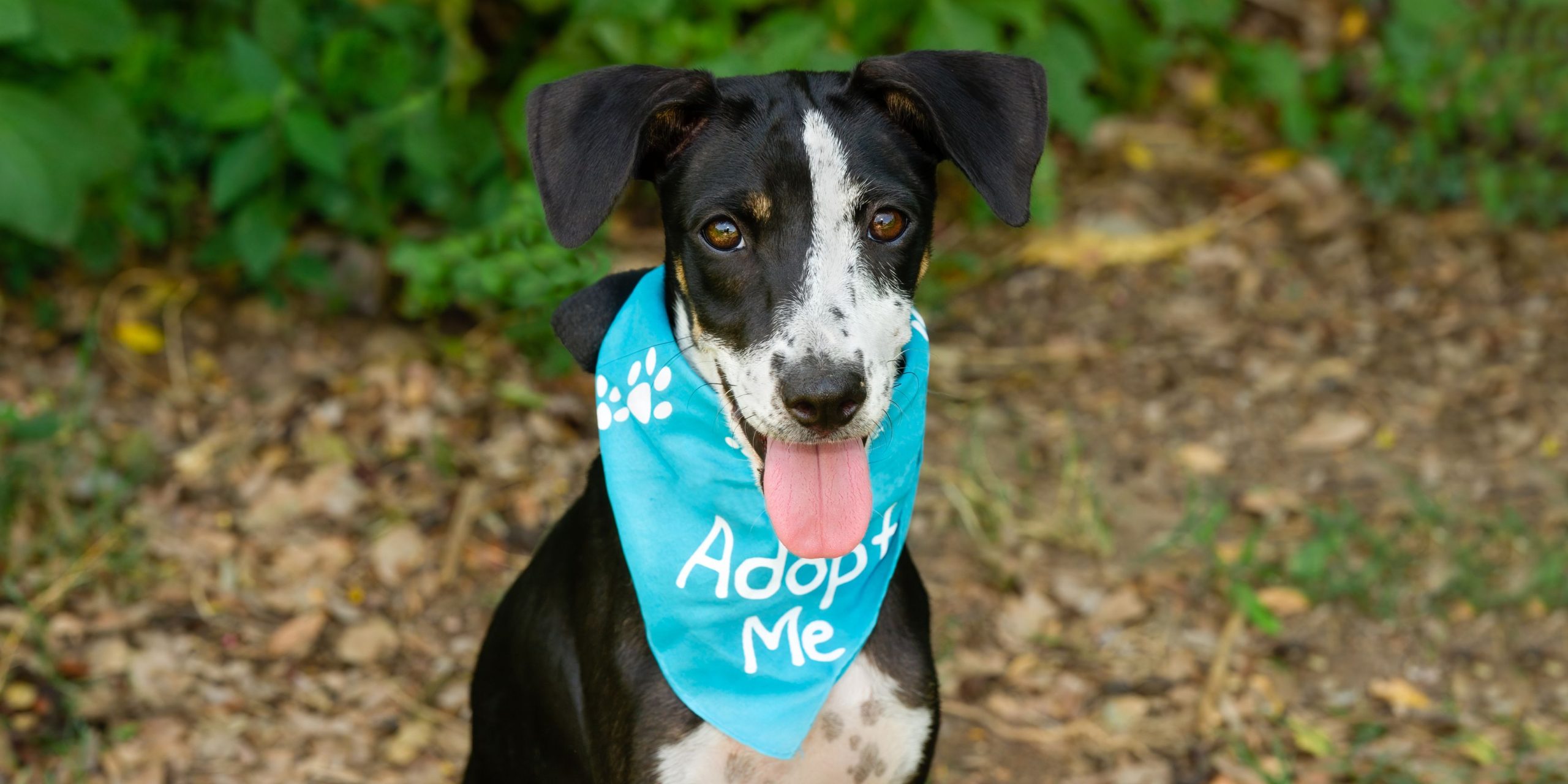 Celebrating National Rescue Dog Day in South Africa: How You Can Help ...